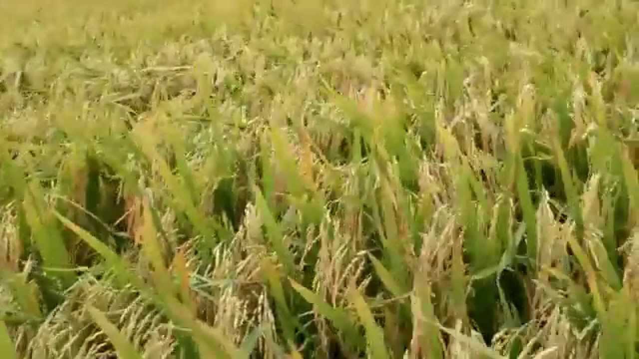 Đồng lúa chín PDF video lyric lời bài hát